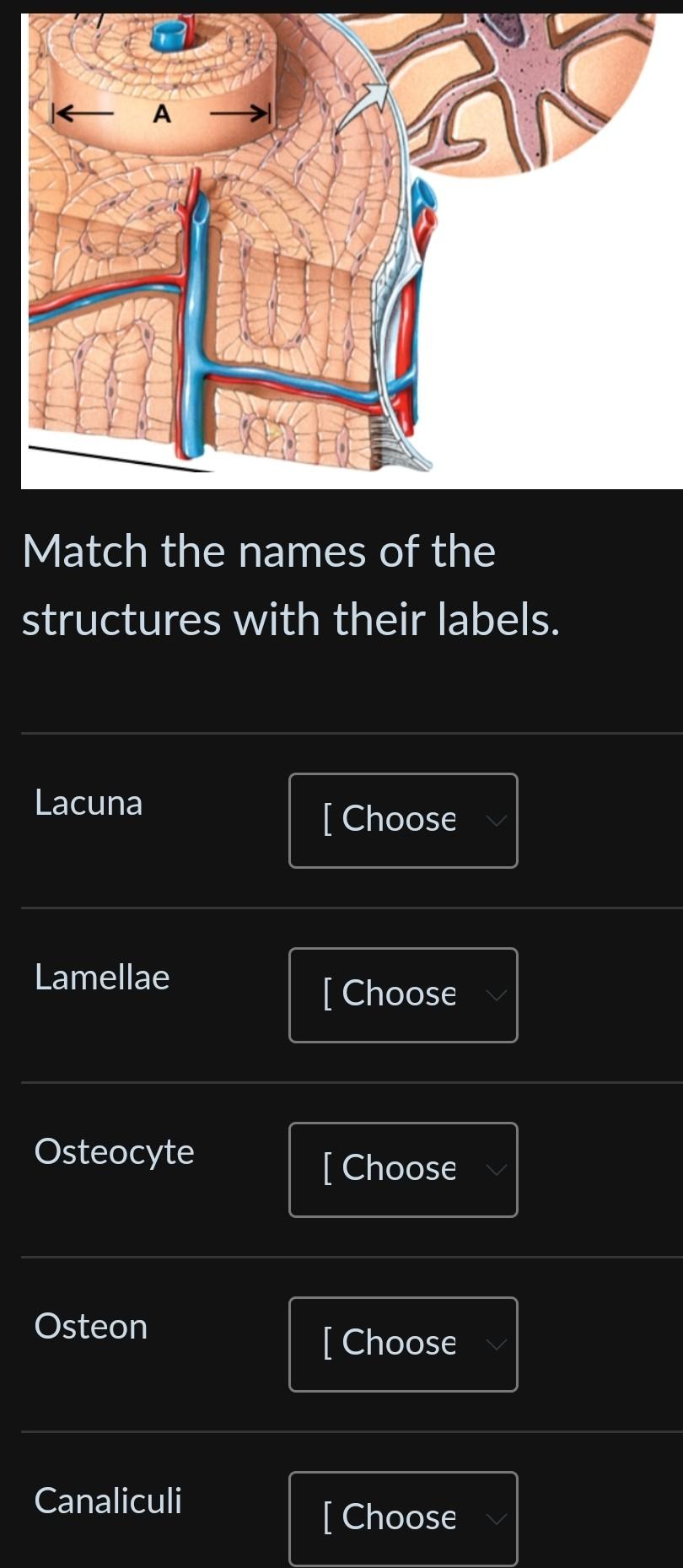 Solved Match the names of the structures with their labels. | Chegg.com