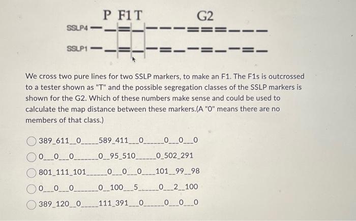Solved We cross two pure lines for two SSLP markers, to make | Chegg.com