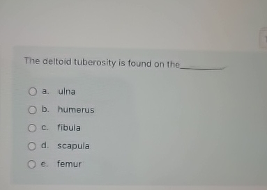 Solved The deltoid tuberosity is found on the a. ﻿ulnab. | Chegg.com