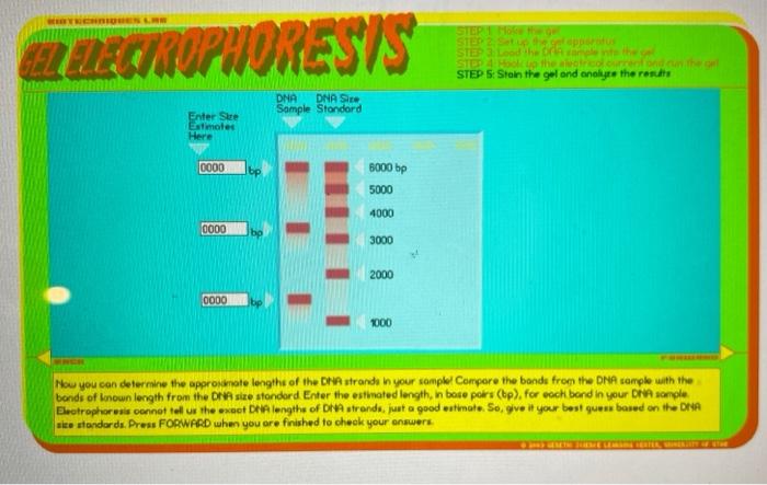 Solved Now you determine the approximate lengths of DNA | Chegg.com