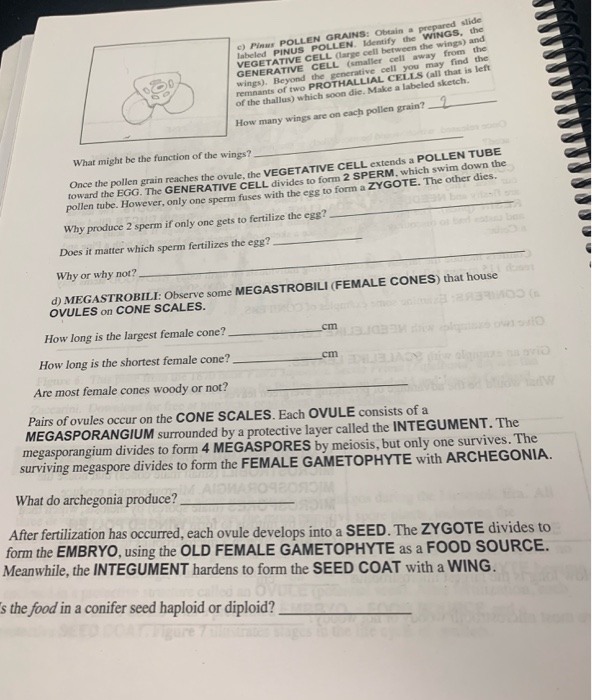 Solved e) P POLLEN GRAINS: Obtain a prepared slide labeled | Chegg.com