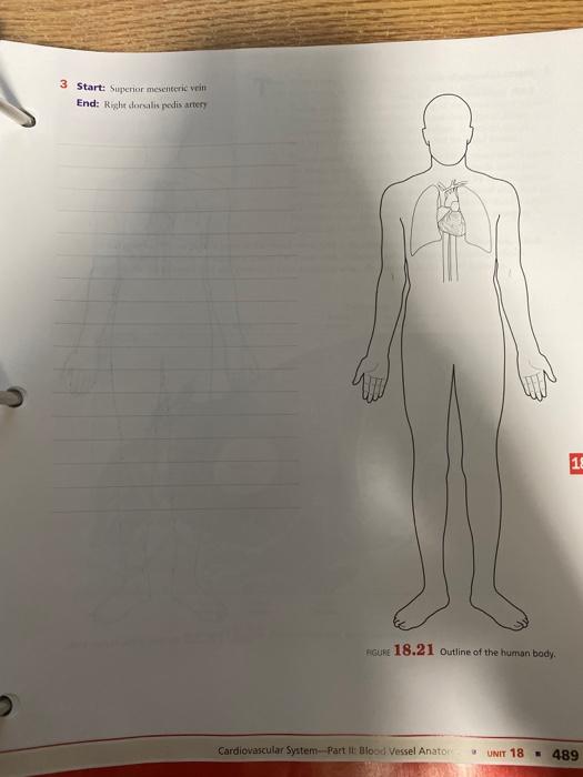 Solved Procedure 1 Tracing Blood Flow Patterns Trace the | Chegg.com Solved Procedure 1 Tracing Blood Flow Patterns Trace the | Chegg.com