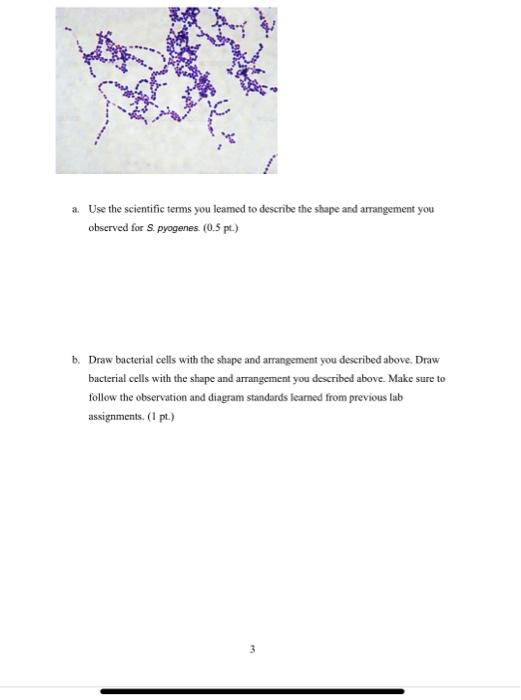 Solved Name: Class Section: Date: SIMPLE STAINING OBJECTIVES | Chegg.com