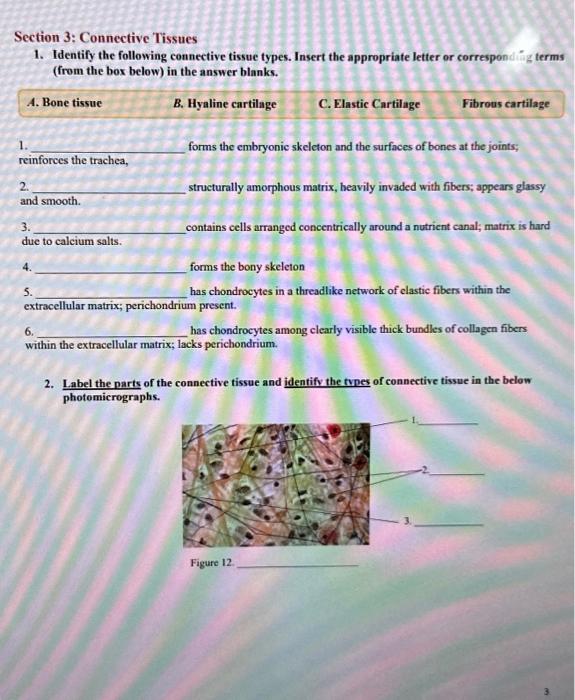 Solved Topic 7 Worksheet (Human Tissue Types) Section 1: | Chegg.com