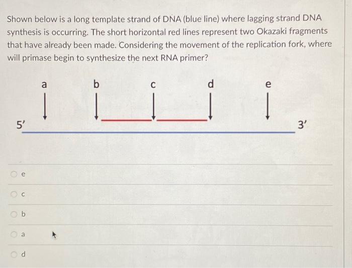 Shown below is a long template strand of DNA (blue | Chegg.com