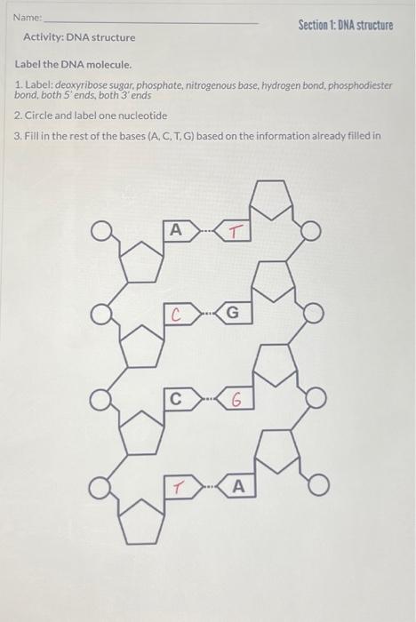 Solved Name: Section 1: DNA structure Activity: DNA | Chegg.com