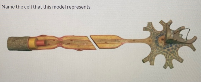 Solved What muscle tissue does this model represent? What | Chegg.com