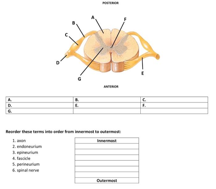 Solved POSTERIOR Reorder these terms into order from | Chegg.com