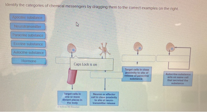 Solved Identify the categories of chemical messengers by | Chegg.com