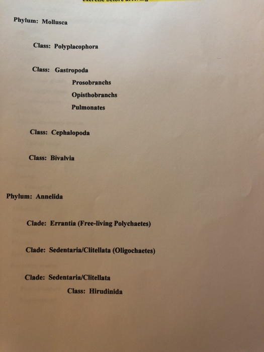 Solved Phylum: Mollusca Class: Polyplacophora Class: | Chegg.com