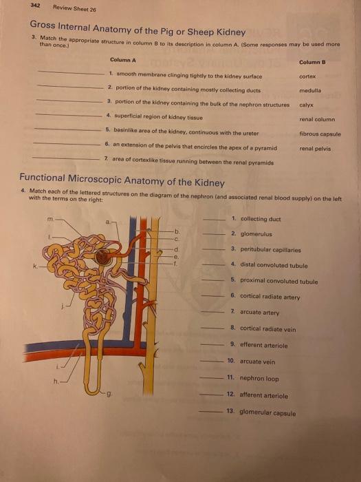 Solved 342 Review Sheet 26 Gross Internal Anatomy of the Pig | Chegg.com