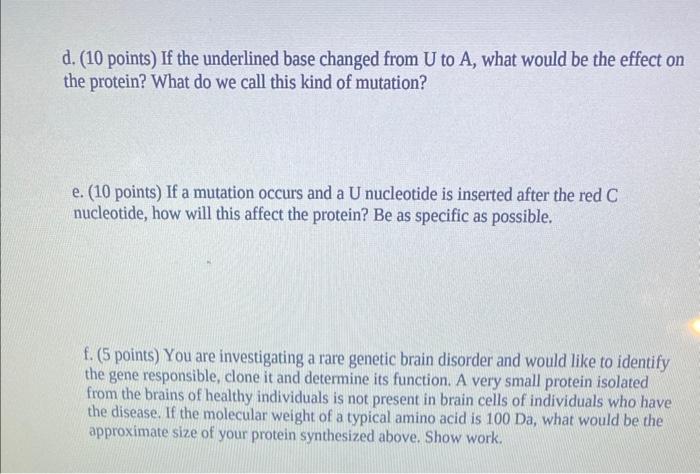 Solved The RNA sequence below encodes a very short protein: | Chegg.com