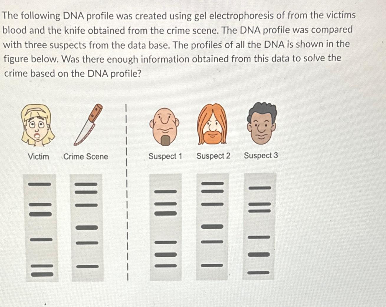 Solved The following DNA profile was created using gel | Chegg.com