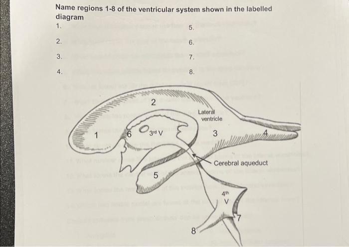 Solved Name regions 1-8 of the ventricular system shown in | Chegg.com