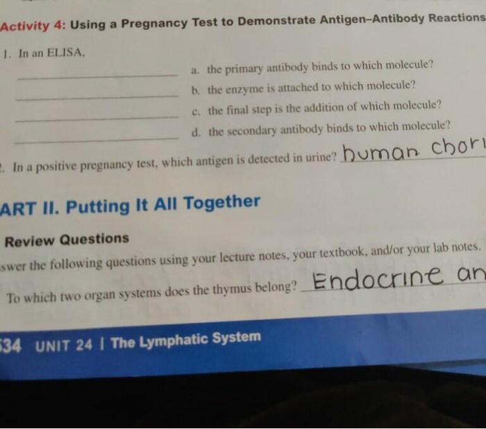 Solved Activity 4: Using a Pregnancy Test to Demonstrate | Chegg.com