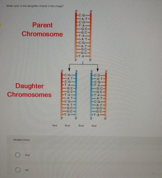 Solved What color is the daughter strand in the image? | Chegg.com