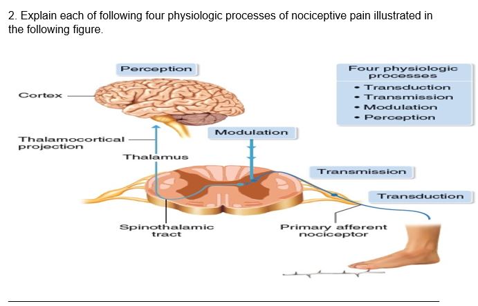 Solved 2. ﻿Explain each of following four physiologic | Chegg.com