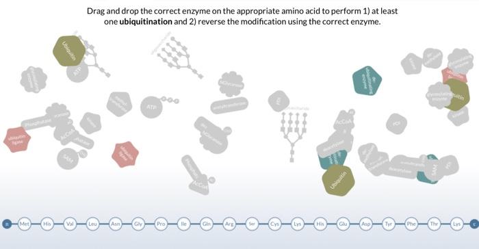Drag and drop the correct enzyme on the appropriate | Chegg.com