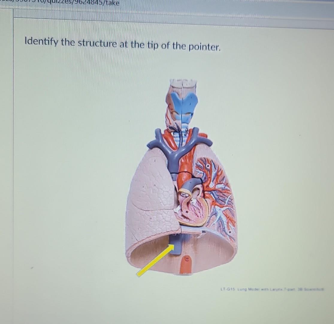 Solved Identify the structure at the tip of the pointer. | Chegg.com