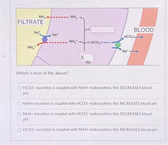 Solved Which is true of the above? HCO3- excretion is | Chegg.com