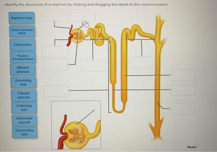 Solved Identify the structures of a nephron by clicking and | Chegg.com