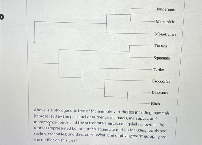 Solved Auve is a priyiogenenc tree of the amniote | Chegg.com
