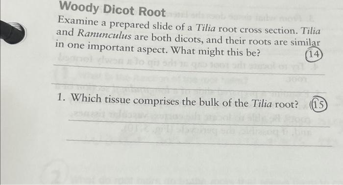 Solved Woody Dicot Root Examine a prepared slide of a Tilia | Chegg.com