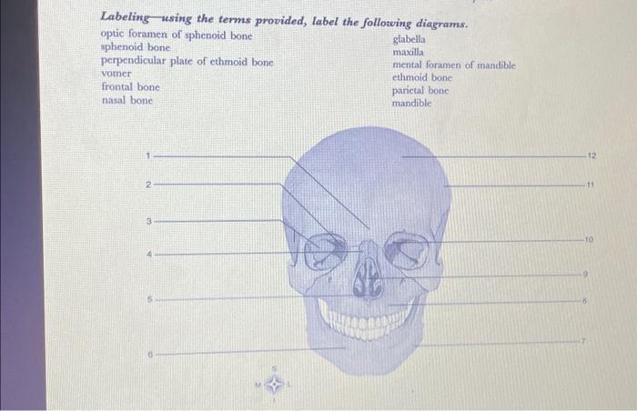 Solved Labeling using the terms provided, label the | Chegg.com