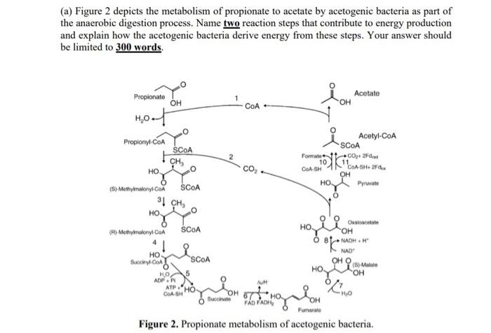 Solved (a) Figure 2 depicts the metabolism of propionate to | Chegg.com