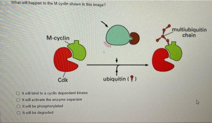 Solved What will happen to the M cyclin shown in this image? | Chegg.com