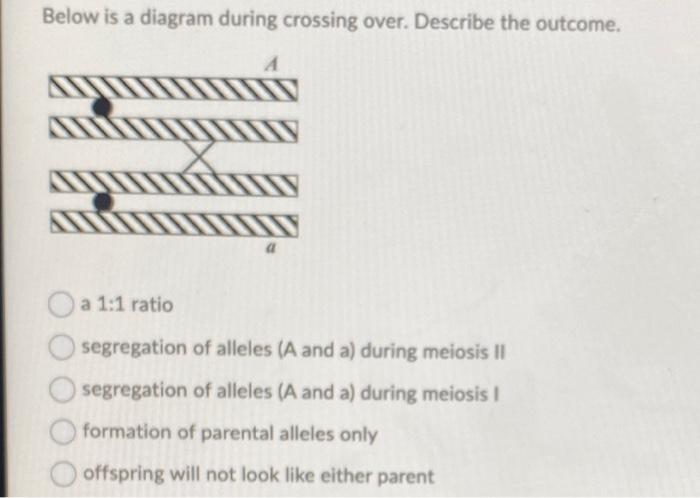 Solved Below is a diagram during crossing over. Describe the | Chegg.com