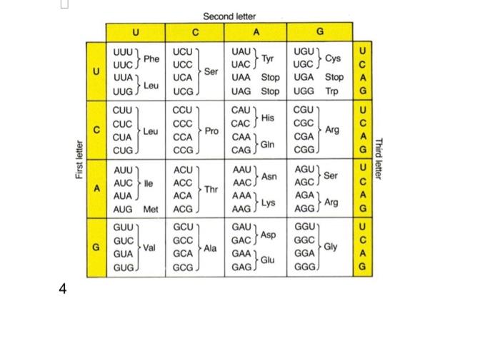 Solved 16. Given the following protein sequence... met- leu | Chegg.com
