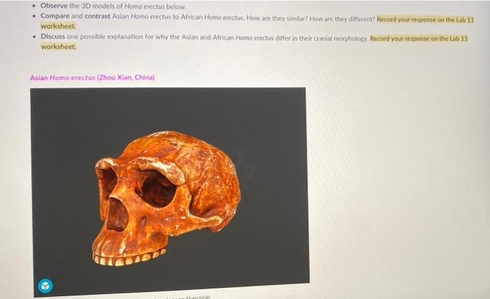 Solved Observe the 3D models of Homo erectus below. • | Chegg.com