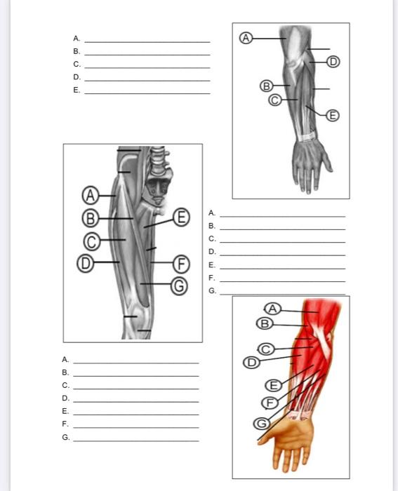 Solved Muscle Identification and Function Activity Please | Chegg.com