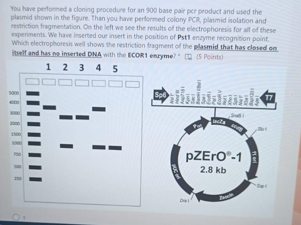 Solved You have performed a cloning procedure for an 900 | Chegg.com