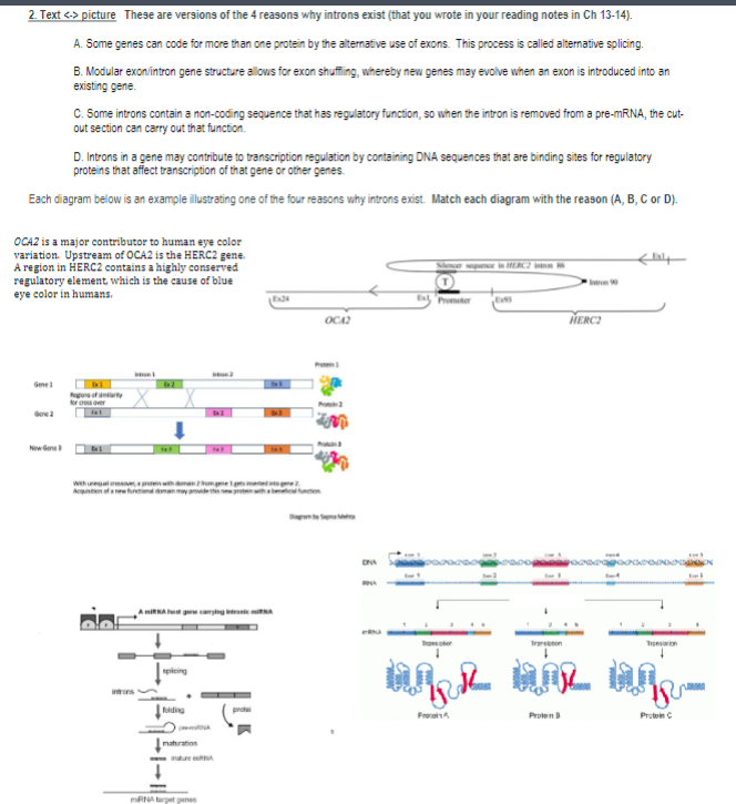 Solved A. ﻿Some genes can code for more than one protein by | Chegg.com