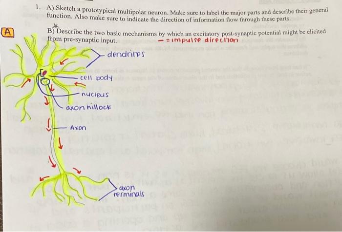 Solved (A 1. A) Sketch a prototypical multipolar neuron. | Chegg.com