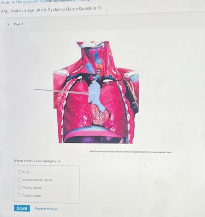 Solved PAL: Models > Lymphatic System > Quiz > Question 16 | Chegg.com