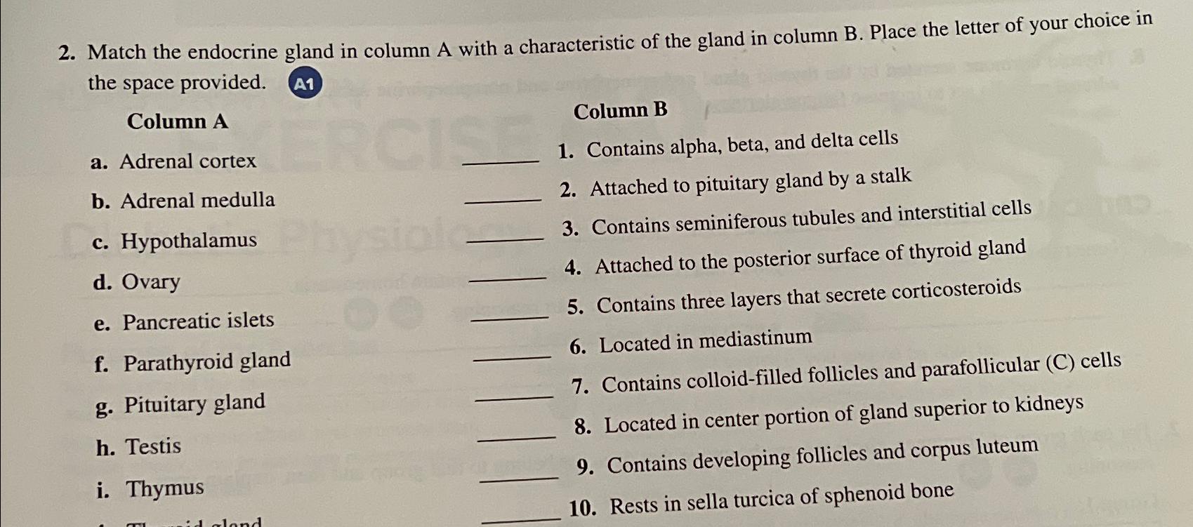 Solved Match the endocrine glamd in column A with the | Chegg.com