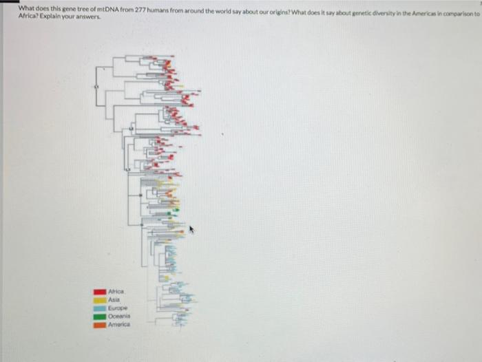 What does this gene tree of mtDNA from 277 humans | Chegg.com