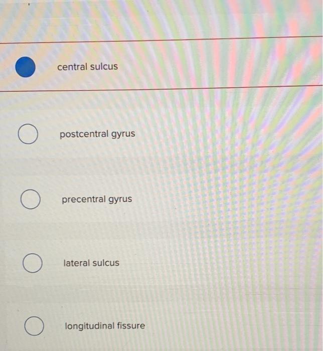 Solved Which structure is highlighted? central sulcus O | Chegg.com