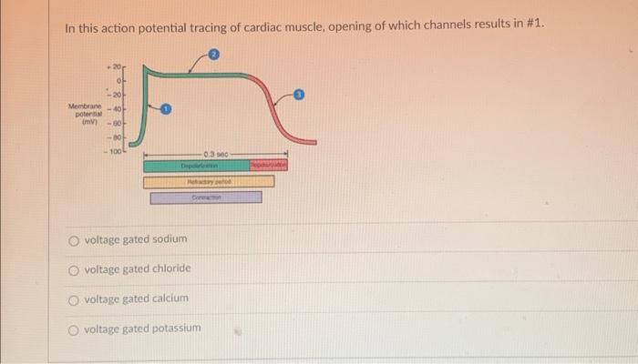 Solved In this action potential tracing of cardiac muscle, | Chegg.com