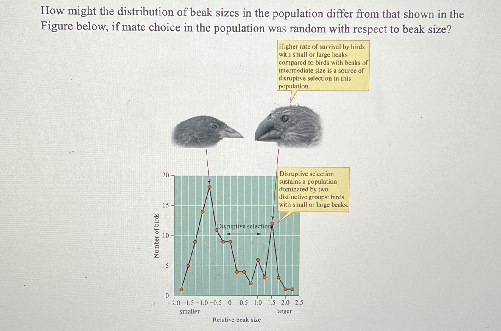 Solved How might the distribution of beak sizes in the | Chegg.com