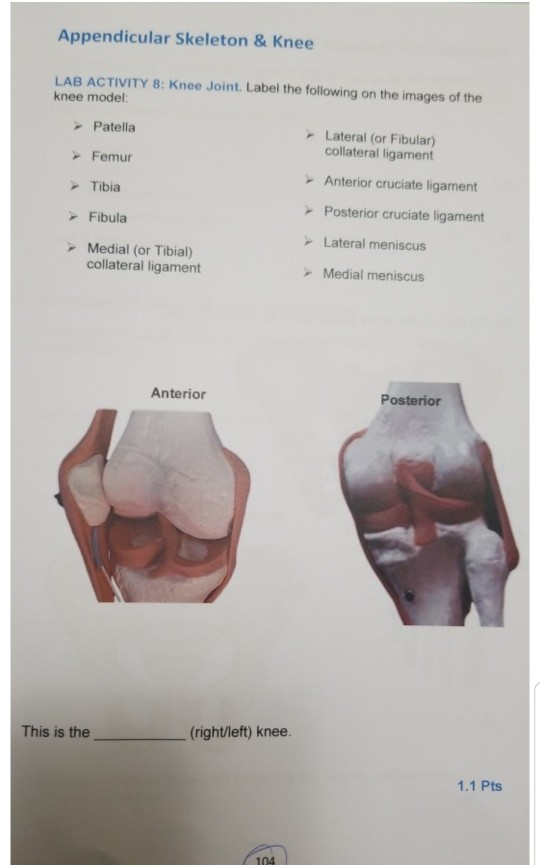 Solved Appendicular Skeleton & Knee LAB ACTIVITY 8: Knee | Chegg.com