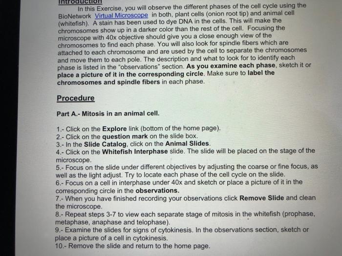 Solved Observations Part A.- Mitosis in an animal cell. | Chegg.com