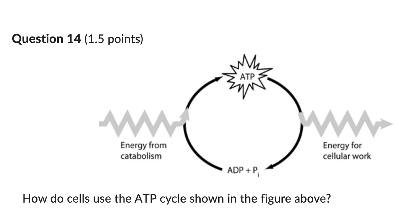 Solved Question 14 (1.5 ﻿points)How do cells use the ATP | Chegg.com