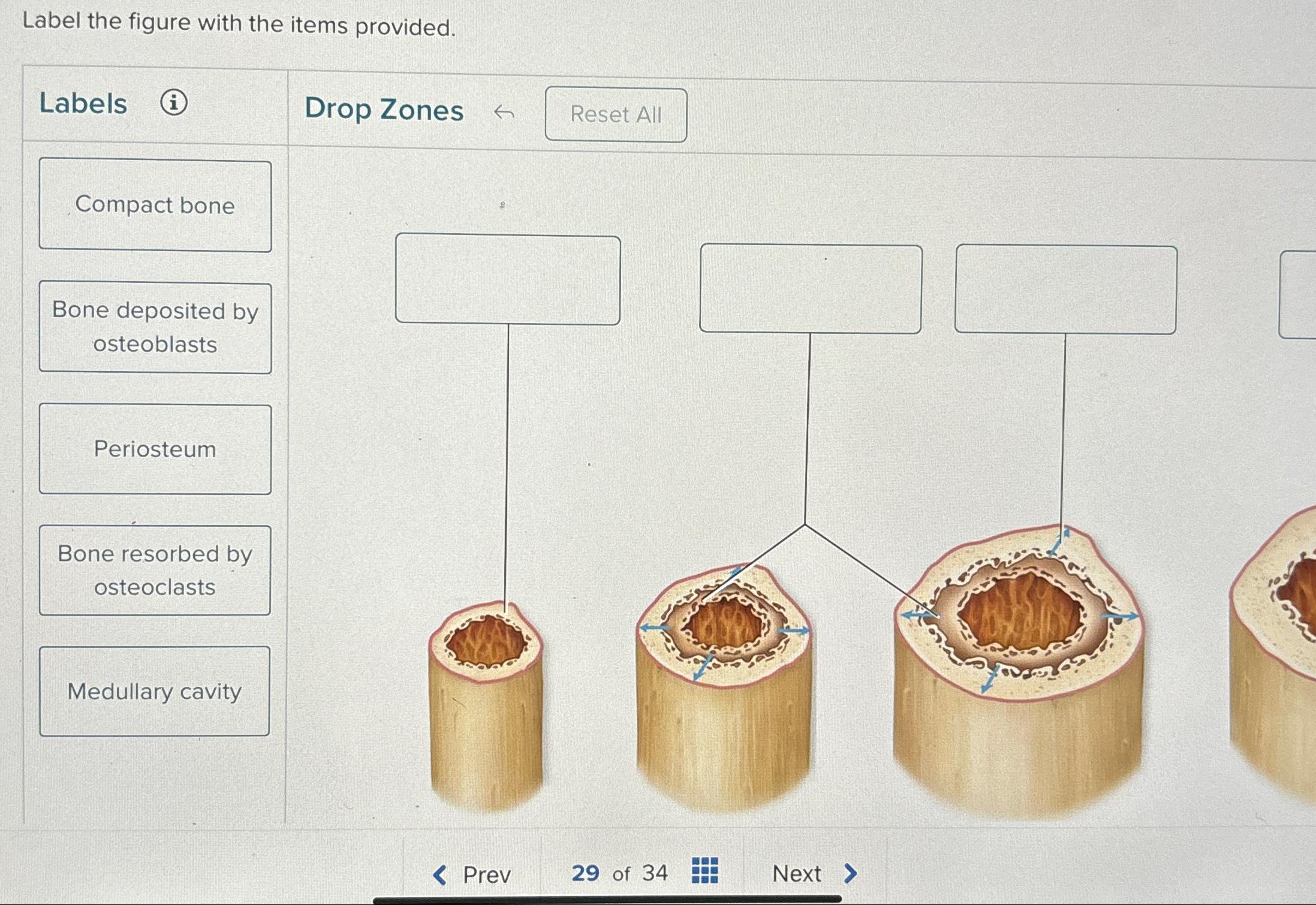Solved Label the figure with the items | Chegg.com