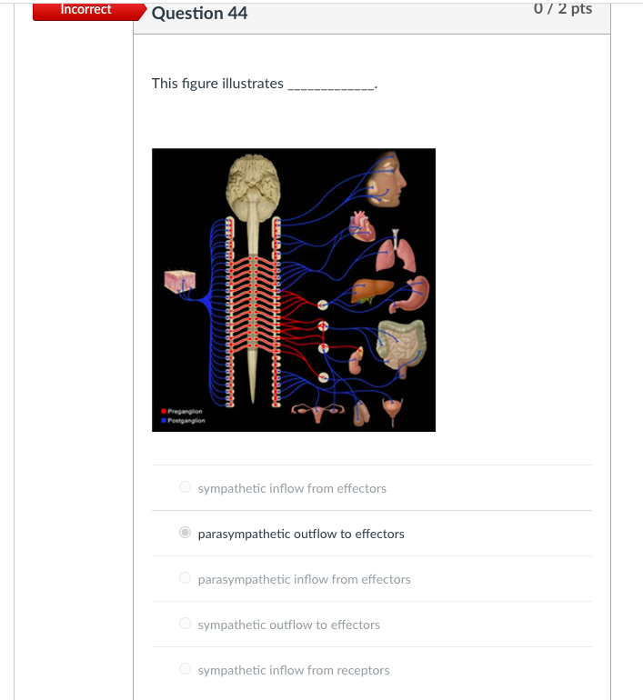 Solved This figure illustratessympathetic inflow from | Chegg.com