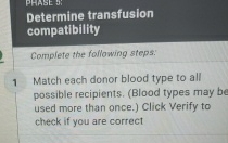 Solved PHASE 5iDetermine transfusion compatibilityComplete | Chegg.com