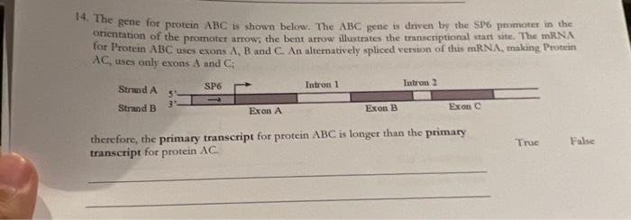 Solved 14. The gene for protein ABC is shown below. The ABC | Chegg.com